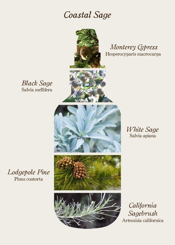 Coastal Sage Body Oil with California Sagebrush – Forage Folk